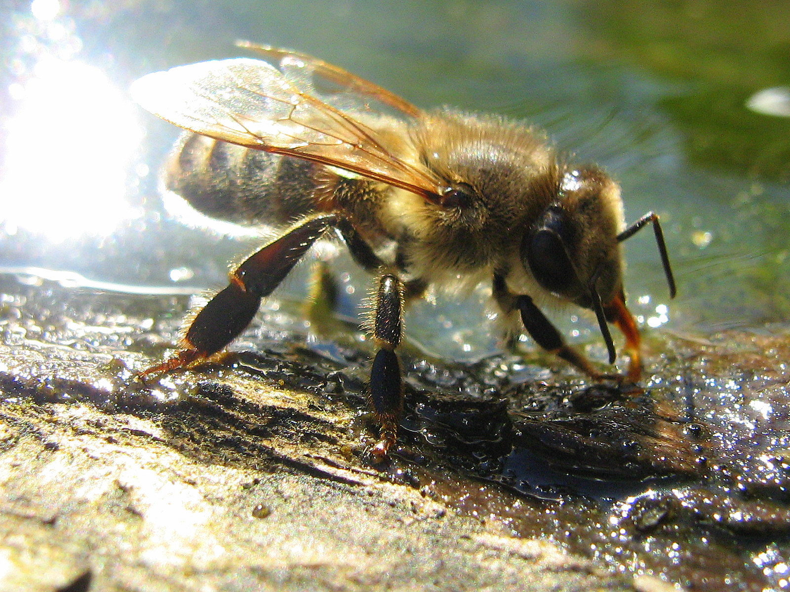 Like water for bees – BUUKAAR WAARUUNG Boutique Apiary & Artisan Honey