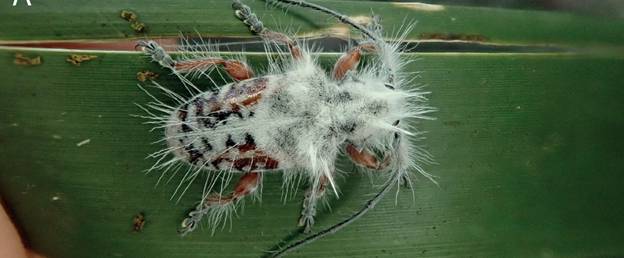 Insect of the year 2025 – vote now! – BUUKAAR WAARUUNG Boutique Apiary ...